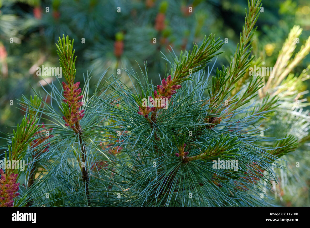 Tannen sprösslinge -Fotos und -Bildmaterial in hoher Auflösung – Alamy