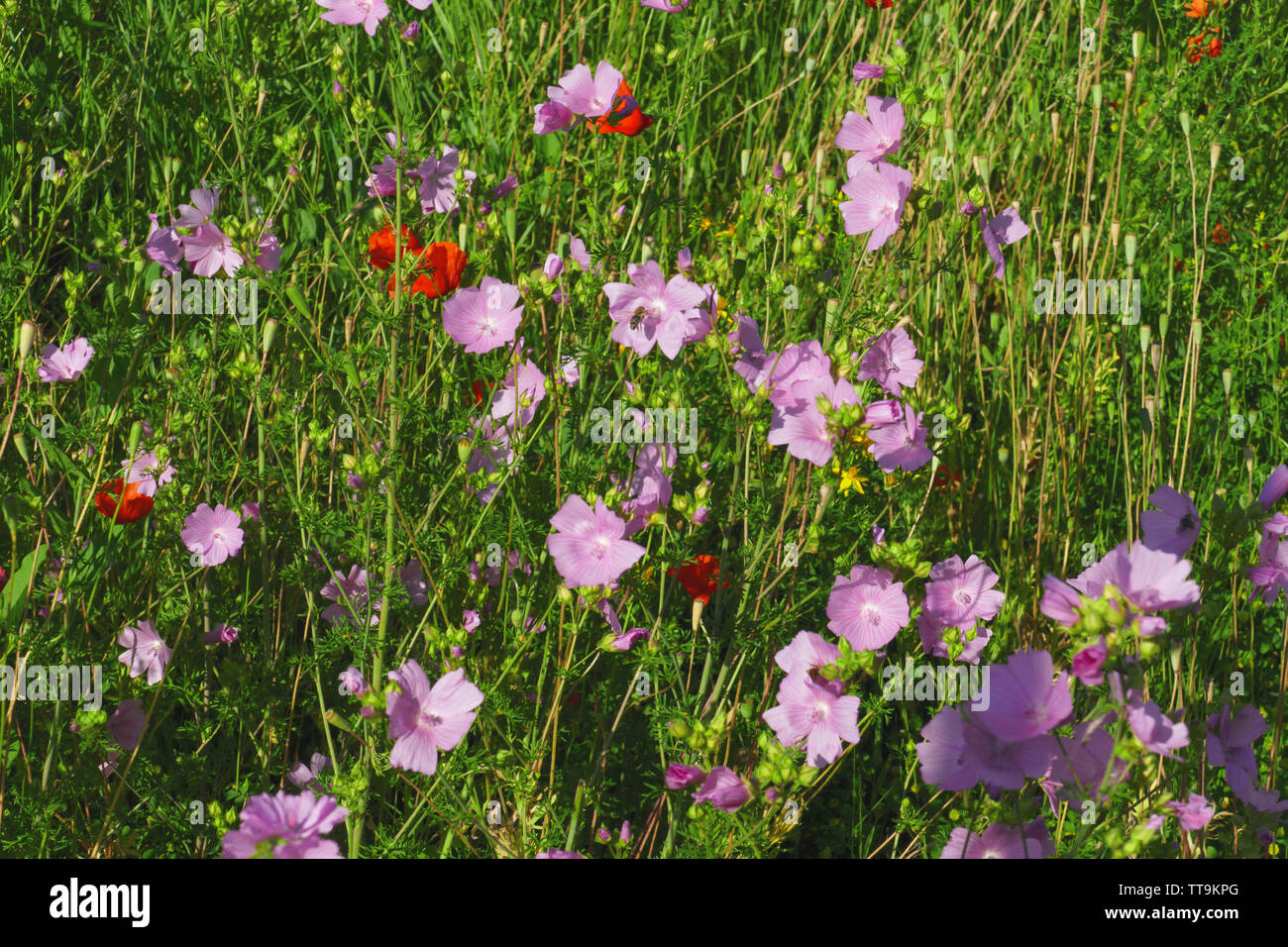 Moschus Malve Stockfotos und -bilder Kaufen - Alamy