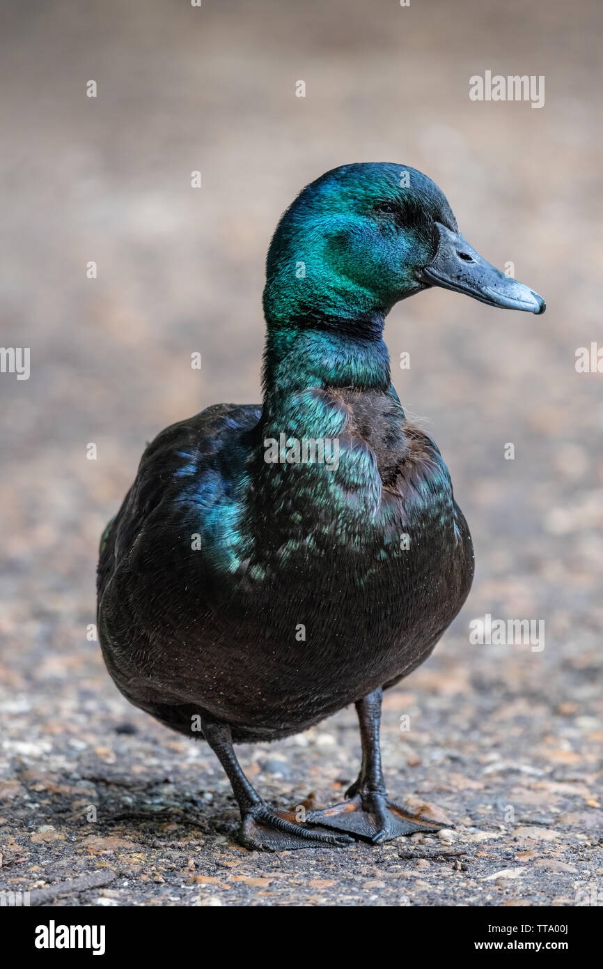 Cayuga duck -Fotos und -Bildmaterial in hoher Auflösung – Alamy