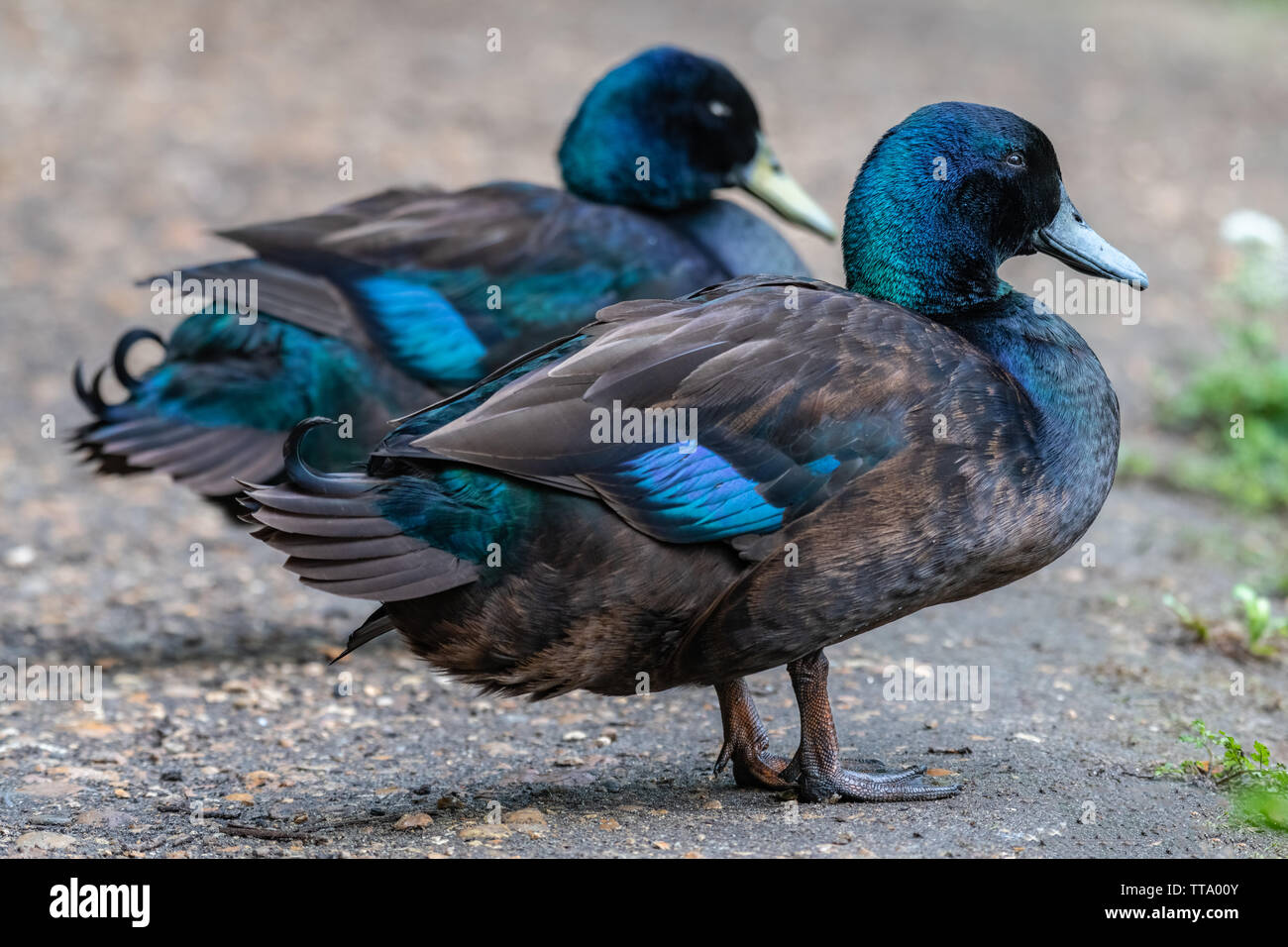 Cayuga duck -Fotos und -Bildmaterial in hoher Auflösung – Alamy