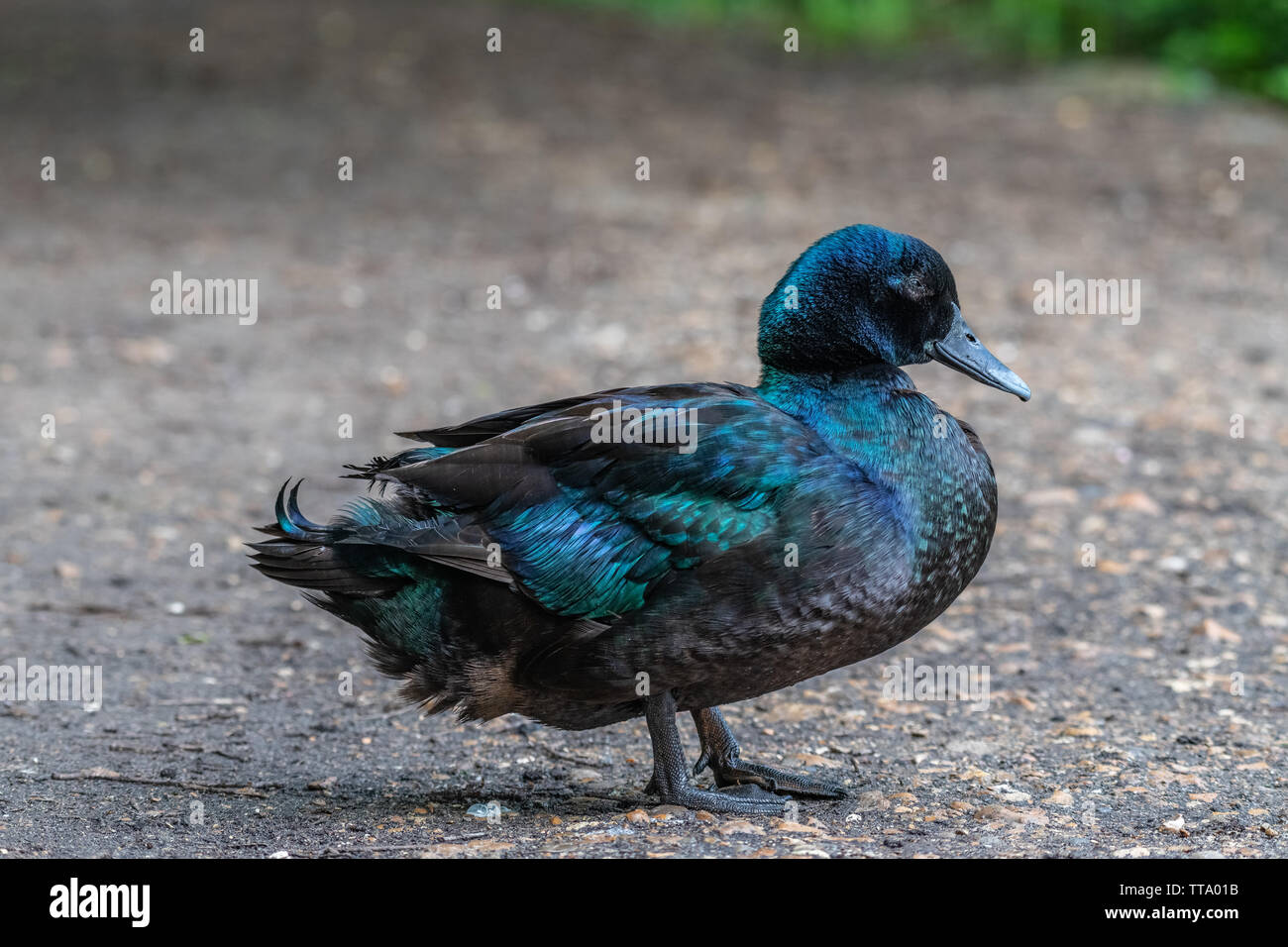 Schwarze ost indien enten -Fotos und -Bildmaterial in hoher Auflösung ...