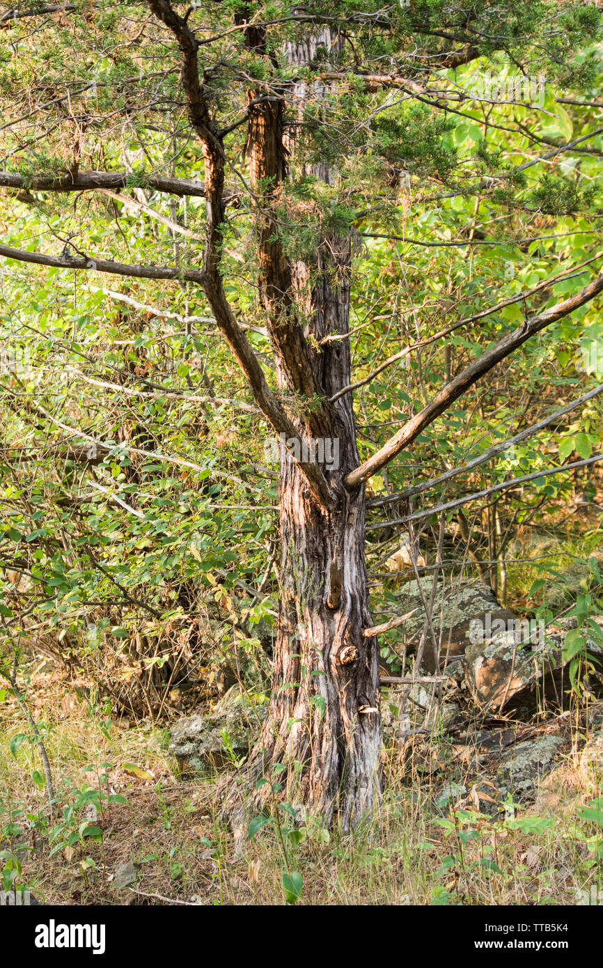 Rotes Zedernholz (Juniperus virginiana Stockfotografie - Alamy