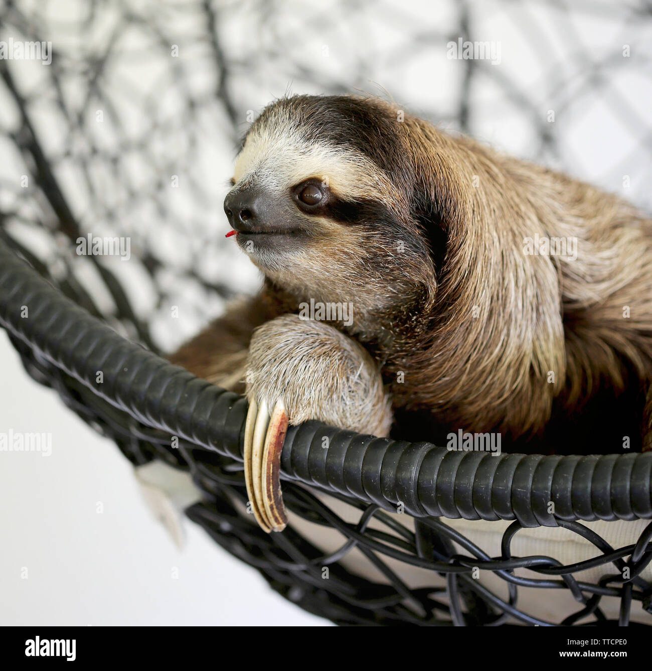 Baby faultier -Fotos und -Bildmaterial in hoher Auflösung – Alamy