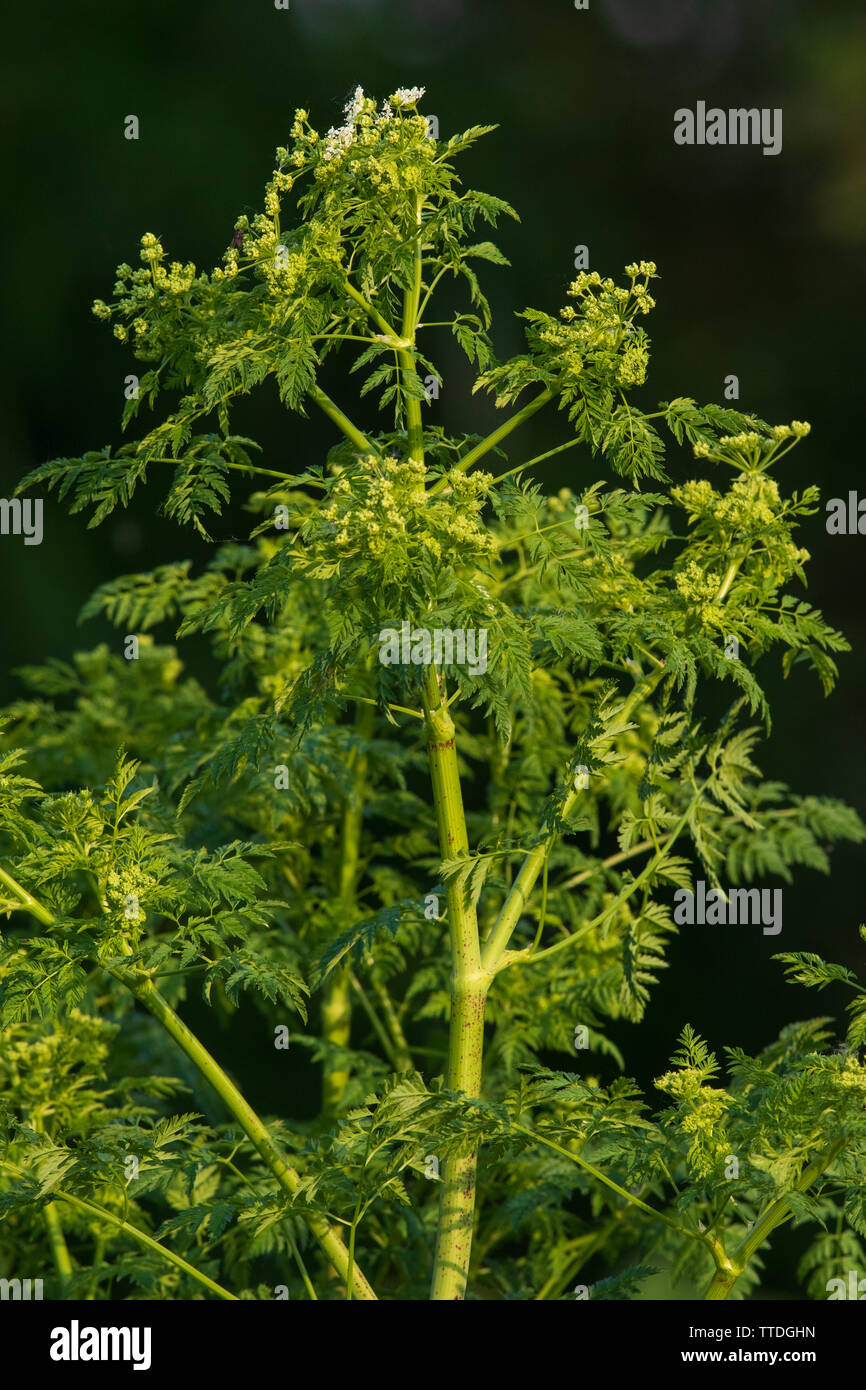 Gefleckter Schierling Stockfotos und -bilder Kaufen - Alamy