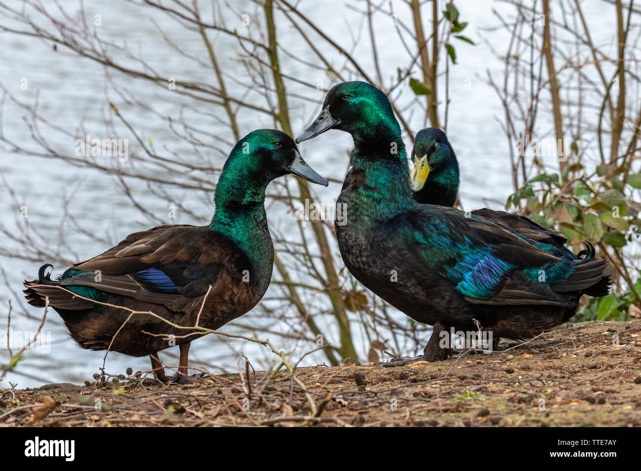 Schwarze cayuga enten Stockfotos und -bilder Kaufen - Alamy