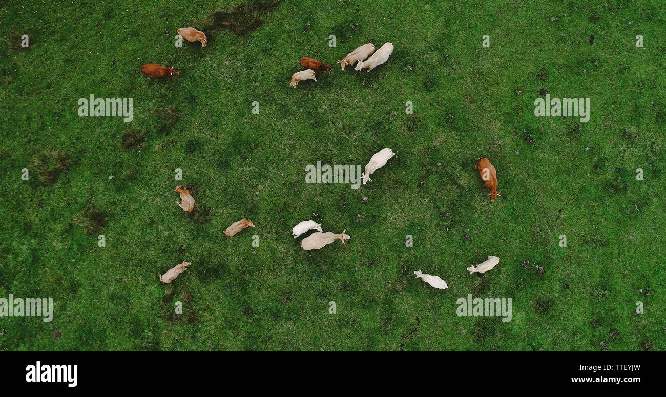 Kuhherde auf einer Wiese Stockfotografie - Alamy