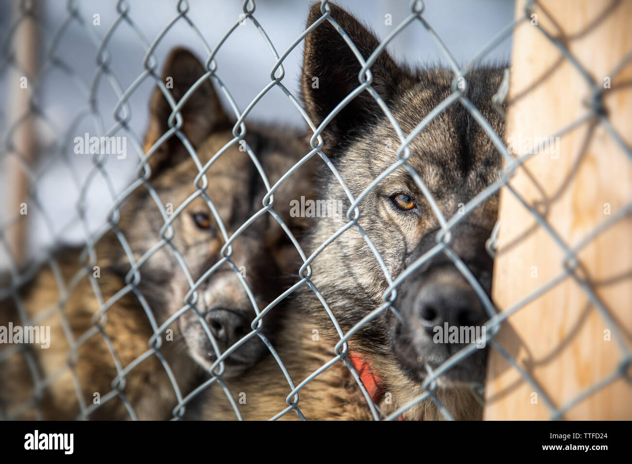 Hunde in einem zwinger eingesperrt -Fotos und -Bildmaterial in hoher ...