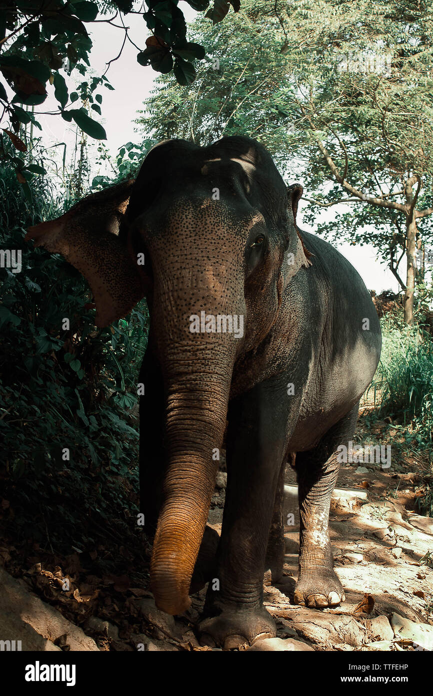 Close-up Indischer Elefant Wanderungen durch den Dschungel in Sri Lanka ...