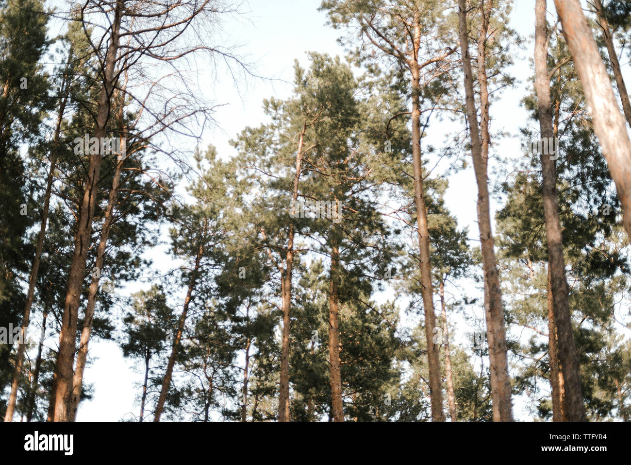 Fichte detail -Fotos und -Bildmaterial in hoher Auflösung – Alamy