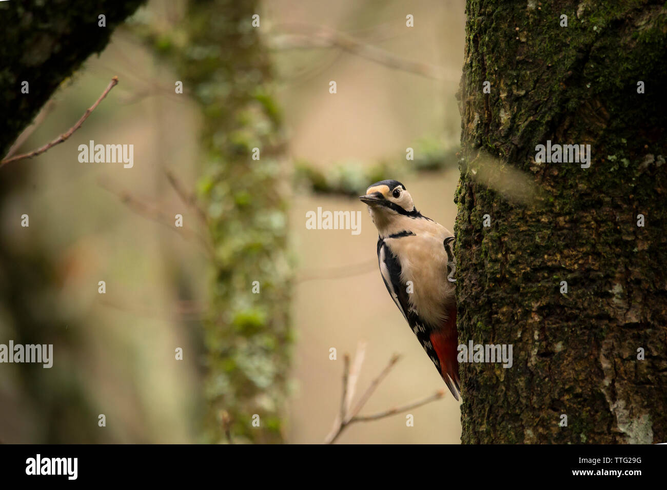 Spechtvgel -Fotos und -Bildmaterial in hoher Auflösung – Alamy