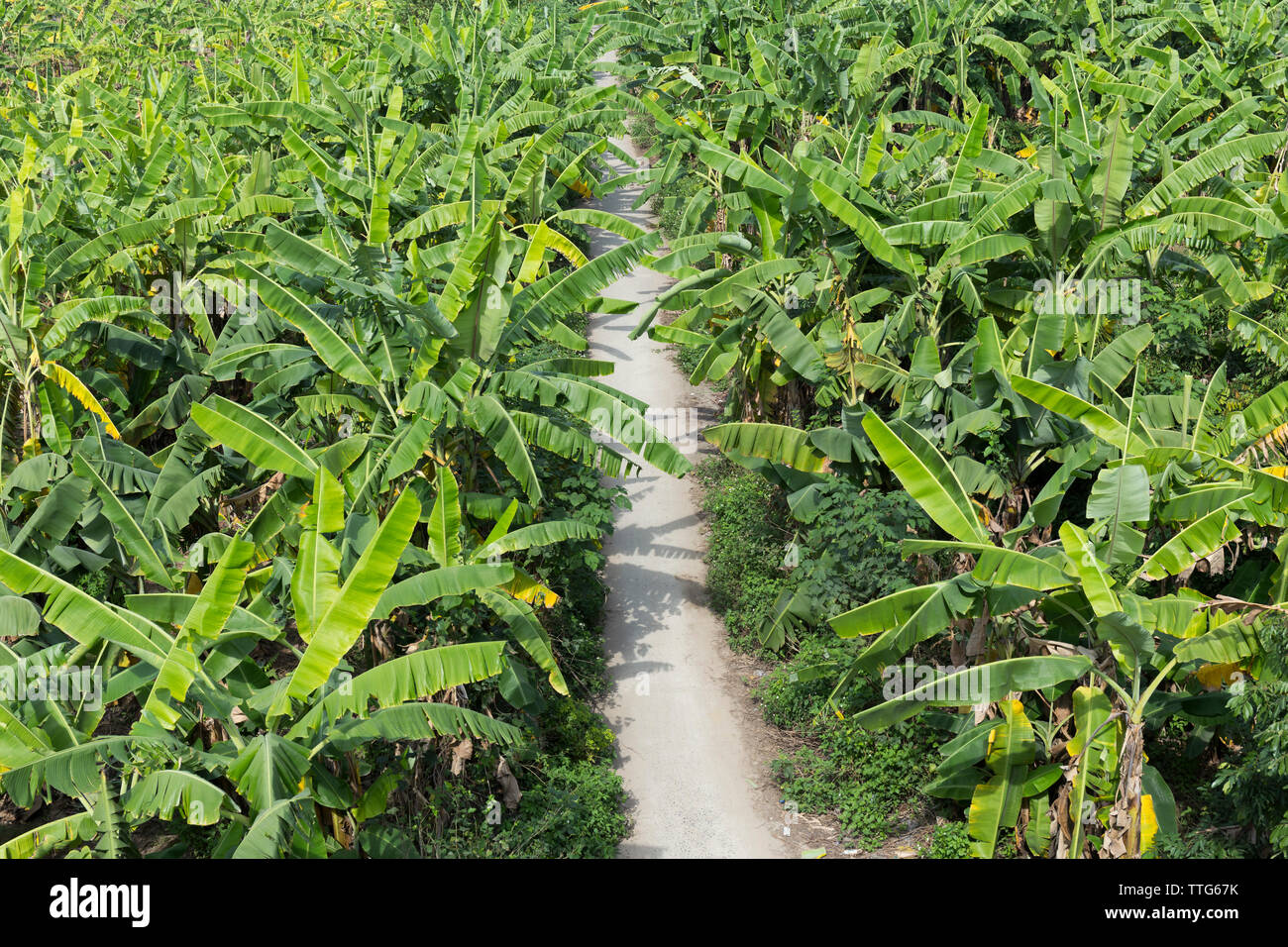 Hintergrund bananenstauden -Fotos und -Bildmaterial in hoher Auflösung ...