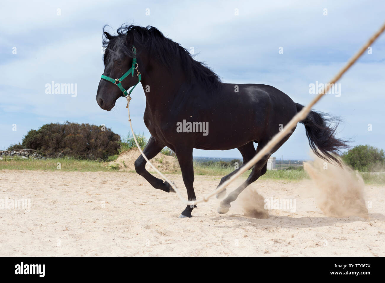 Spanische pferderasse -Fotos und -Bildmaterial in hoher Auflösung – Alamy
