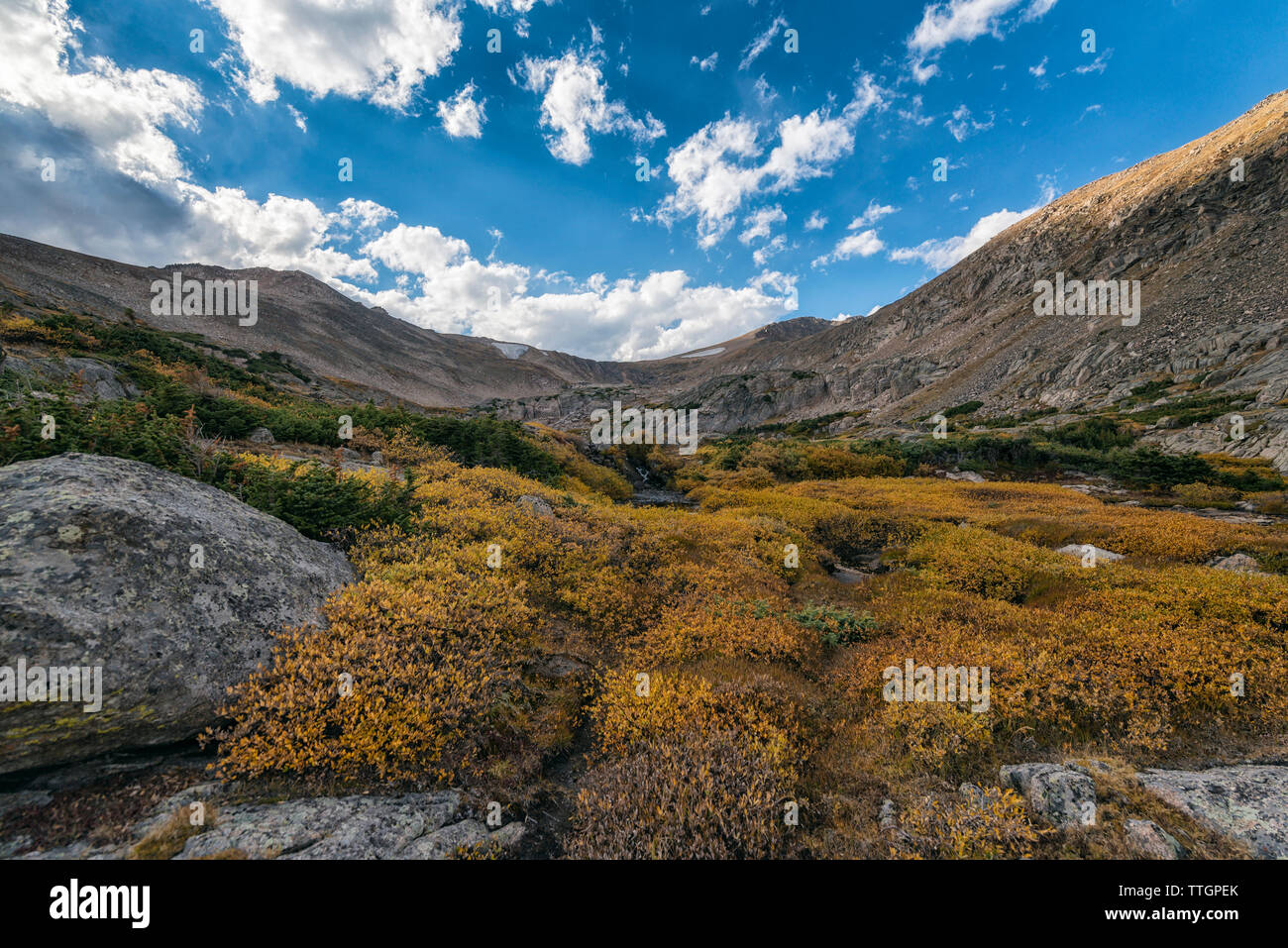 Tundra sträucher -Fotos und -Bildmaterial in hoher Auflösung – Alamy