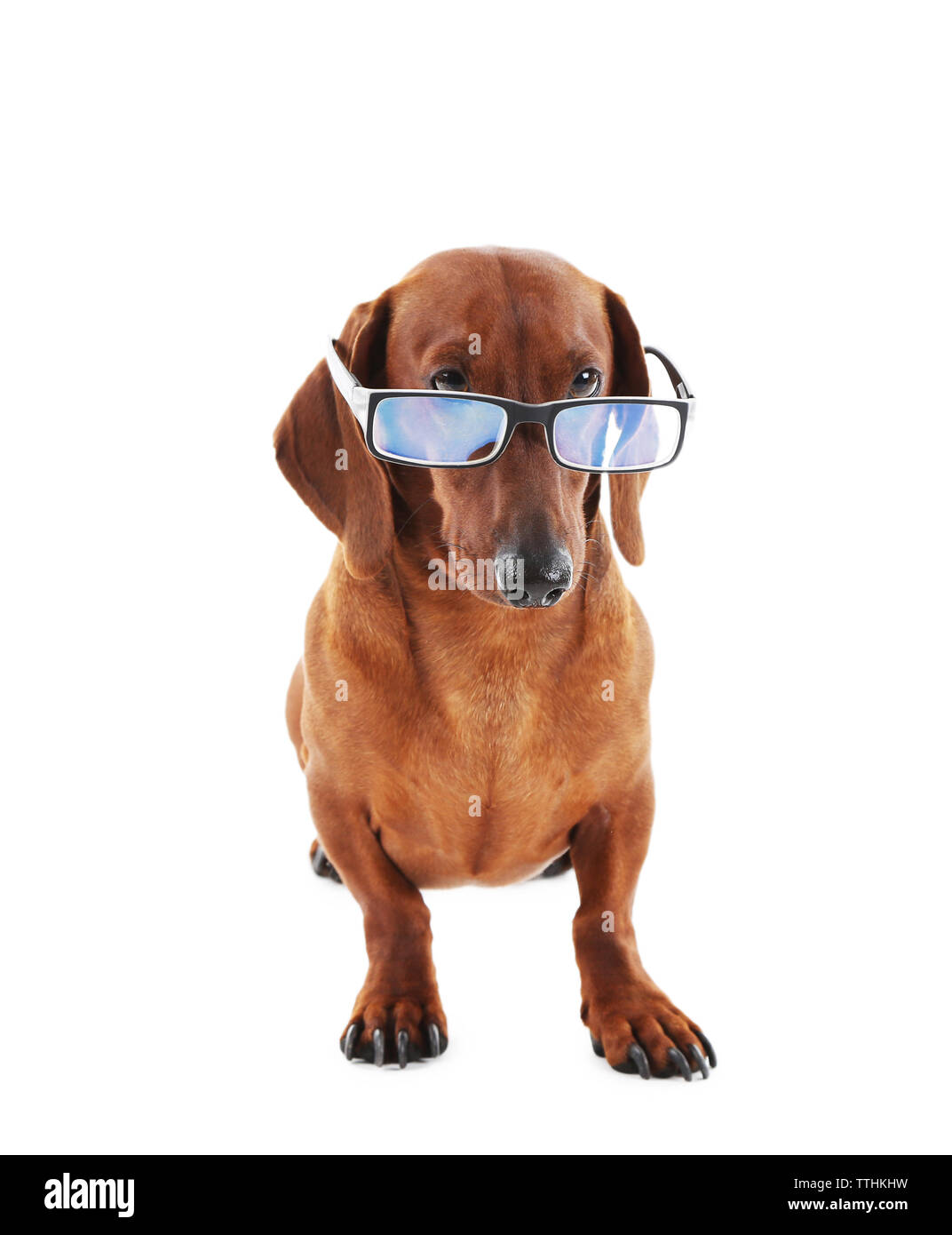 Dackel mit brille -Fotos und -Bildmaterial in hoher Auflösung – Alamy