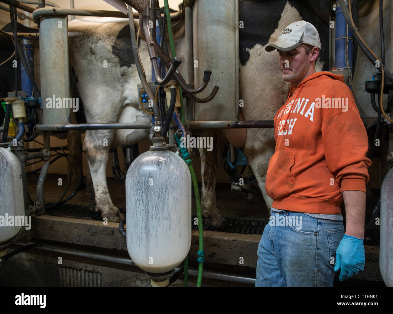 Usa - November 30, 2015: Chris Potts Werke im Melkstand an Hartriegel ...