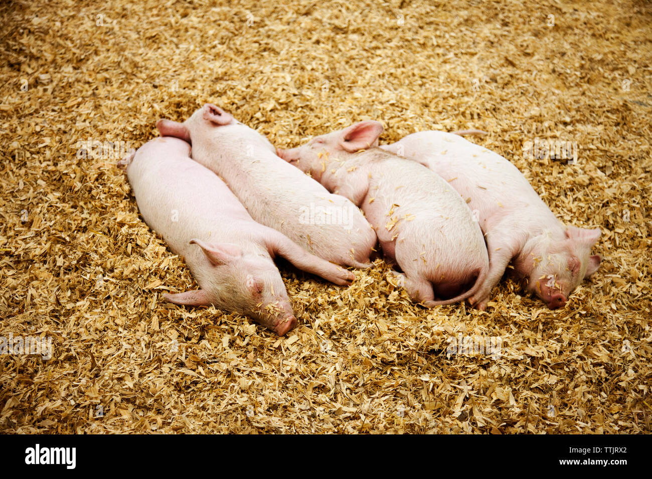 Ferkel Auf Gras Stockfotos und -bilder Kaufen - Alamy