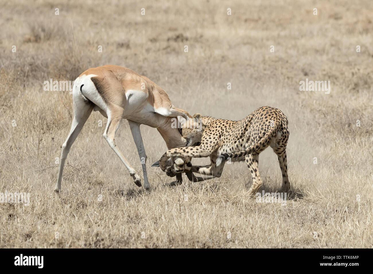 Gepard (Acinonyx jubatus) Jagen und Kämpfen ein gewährt Gazelle, Ndutu ...