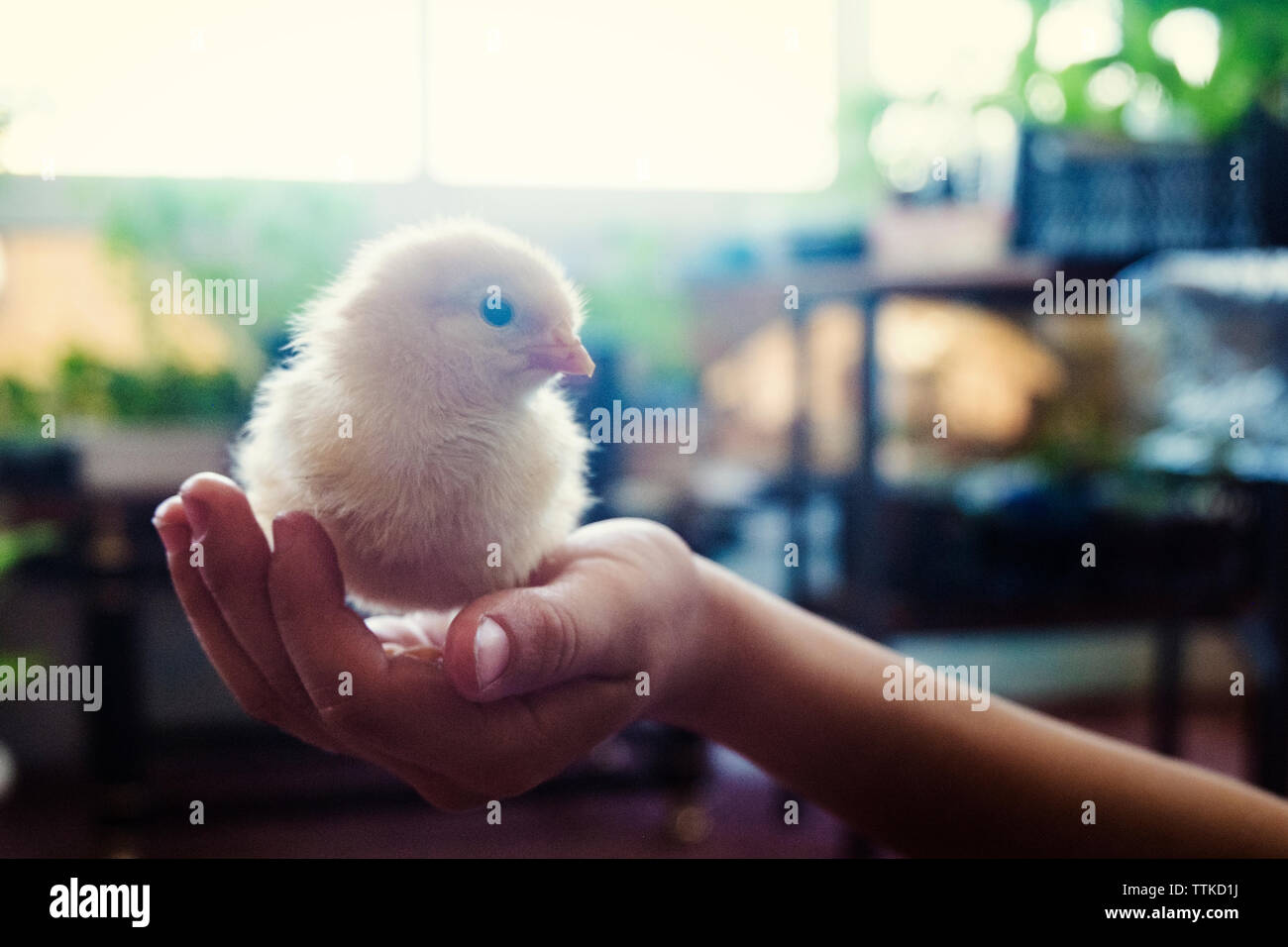 Menschliches huhn -Fotos und -Bildmaterial in hoher Auflösung – Alamy