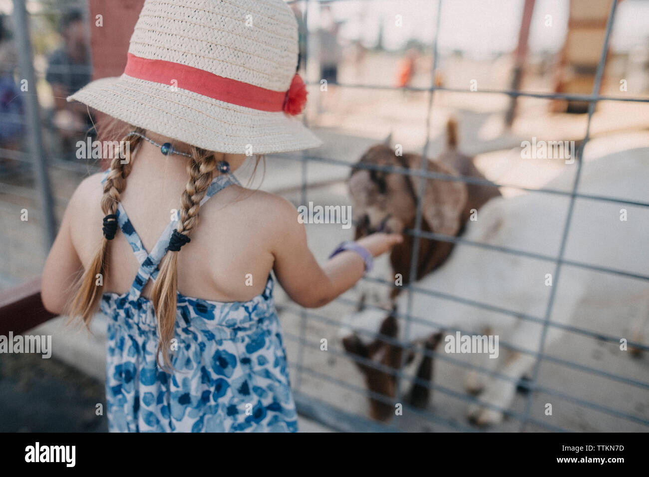 Ziege mit hut -Fotos und -Bildmaterial in hoher Auflösung – Alamy
