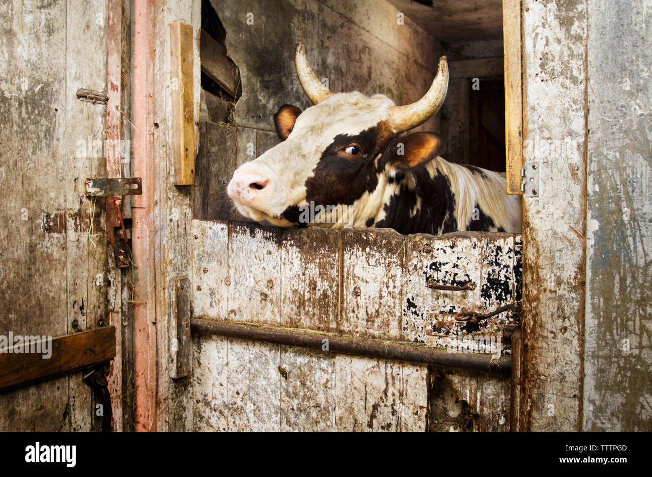 Kuh im Stall Stockfotografie - Alamy