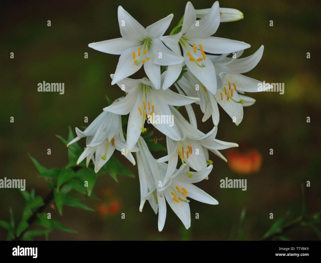 Weiße Madonna - Lily, Lilium Candidum Stockfotografie - Alamy