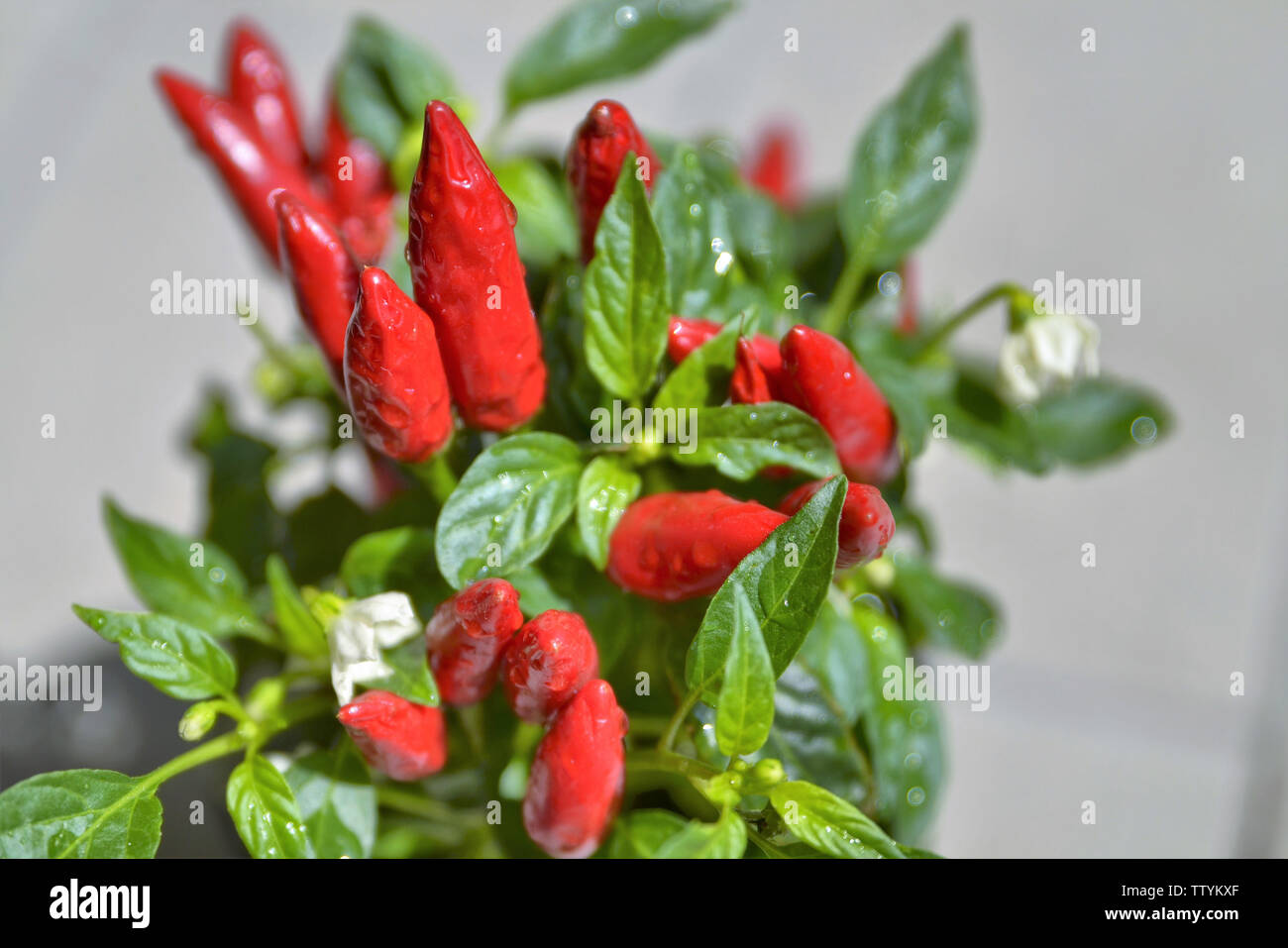Rote Paprika Pflanze Stockfotos und -bilder Kaufen - Alamy