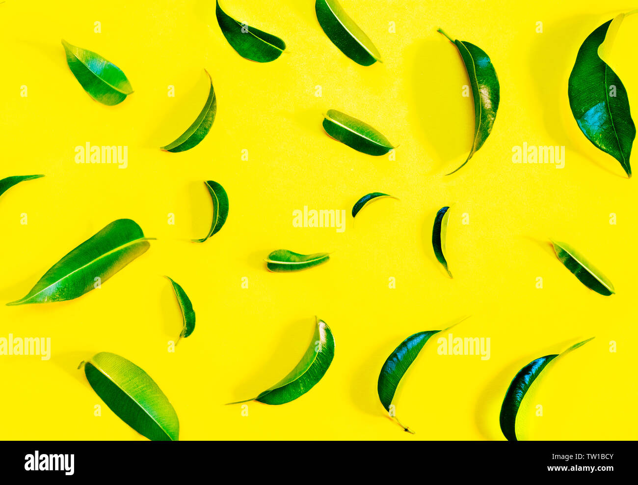 Schönen Zweig des Ficus benjamina-Weinen fid oder ficus Baum - auf ...