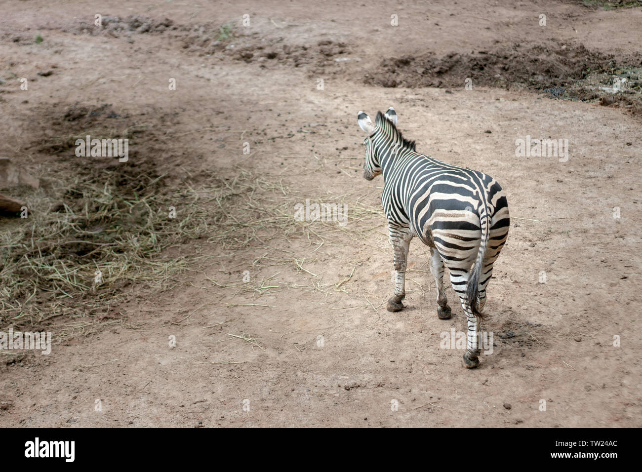Wildlife in nature -Fotos und -Bildmaterial in hoher Auflösung – Alamy