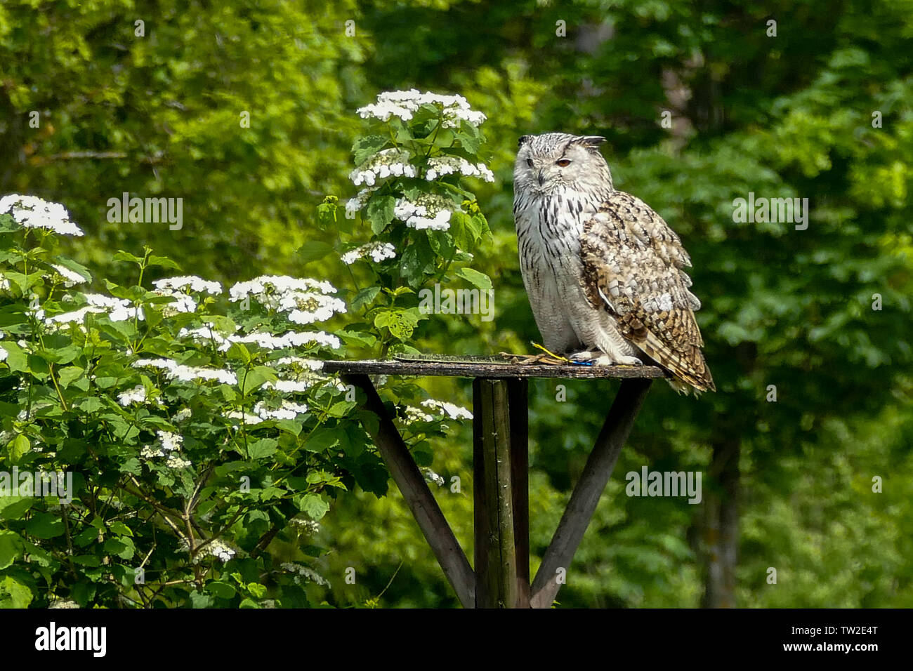 Die sibirische Uhu, Bubo bubo Sibiricus ist die größte Eule der Welt ...