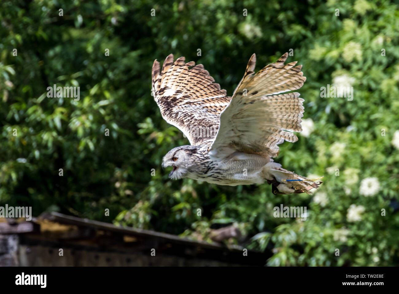 Die sibirische Uhu, Bubo bubo Sibiricus ist die größte Eule der Welt ...