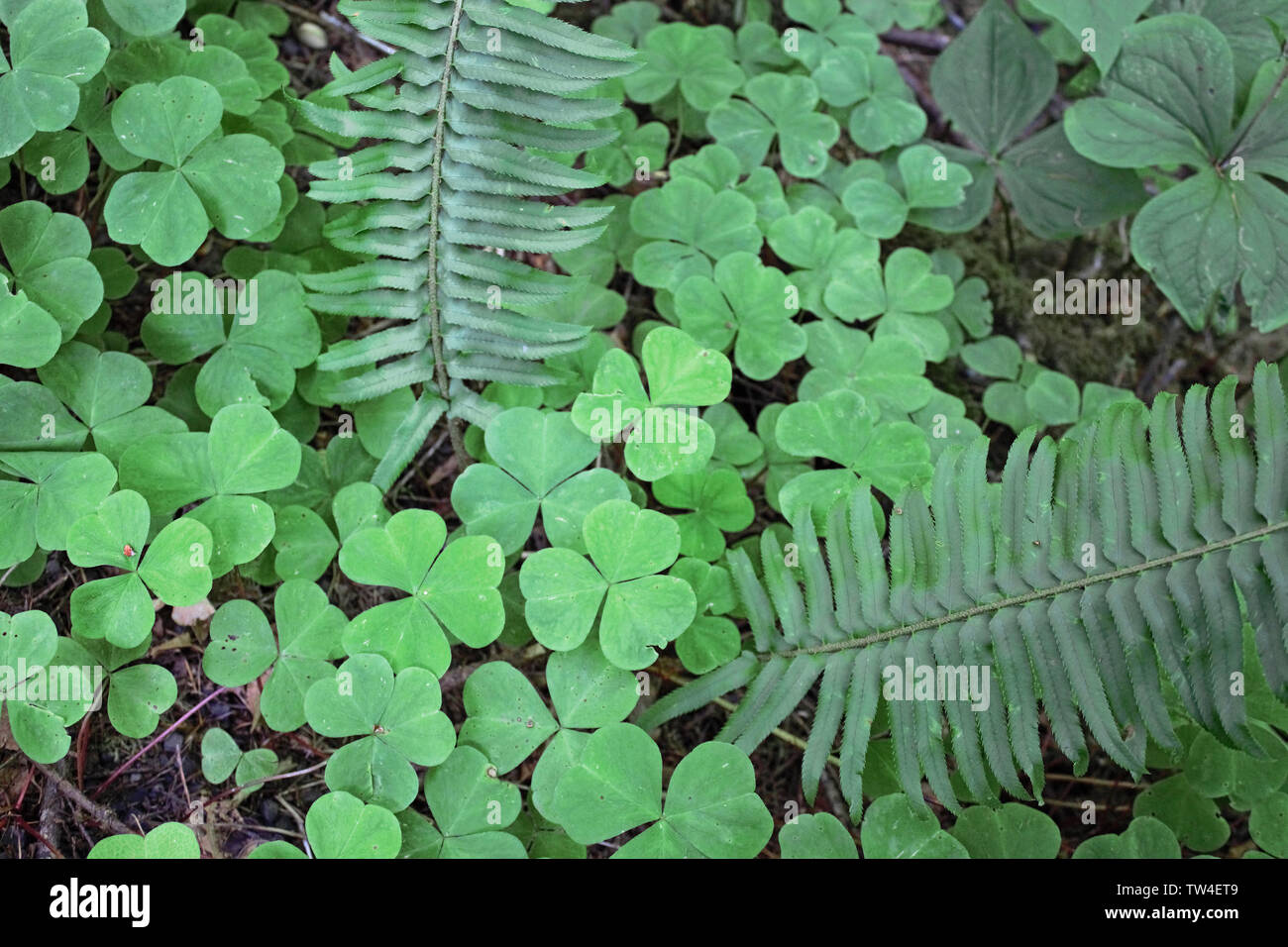 Bodendecker farn -Fotos und -Bildmaterial in hoher Auflösung – Alamy
