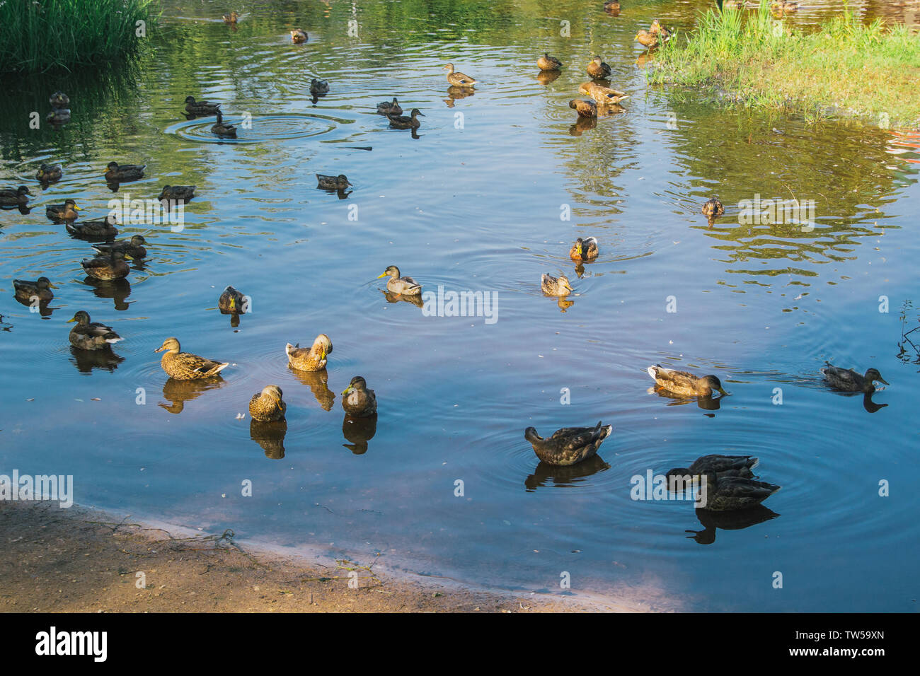 Many duck -Fotos und -Bildmaterial in hoher Auflösung – Alamy