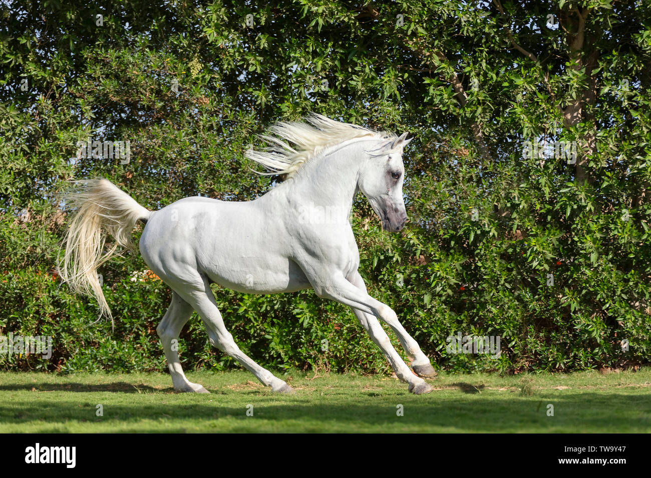 Pferd Gallop Stockfotos und -bilder Kaufen - Alamy