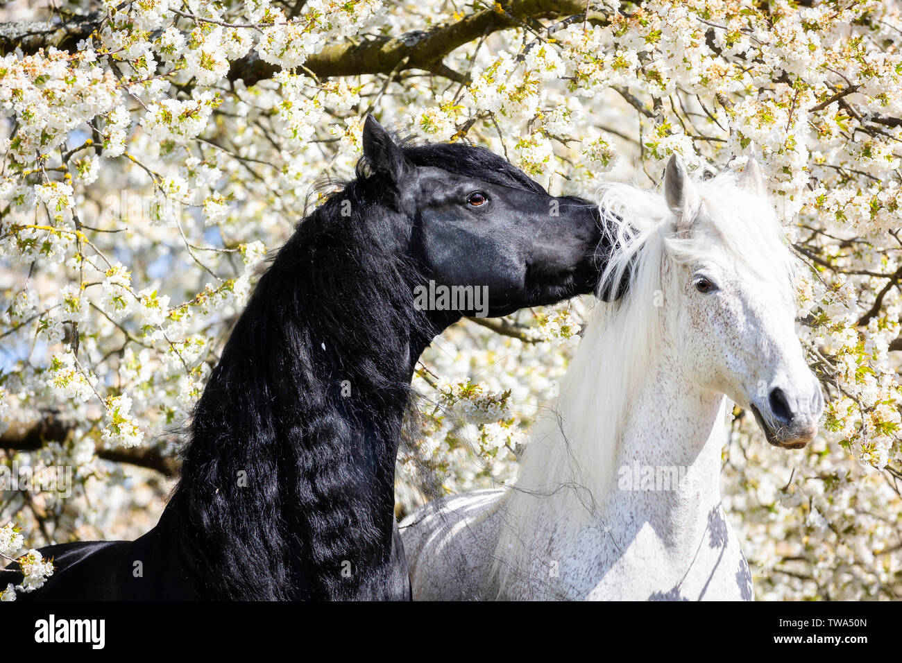 Friese pferd weiß -Fotos und -Bildmaterial in hoher Auflösung – Alamy