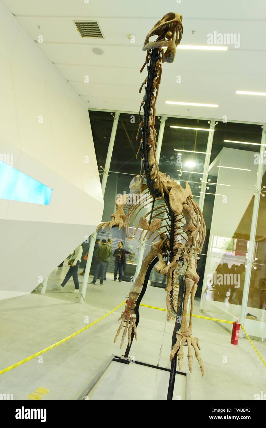 Fossilien und dinosaurier -Fotos und -Bildmaterial in hoher Auflösung ...