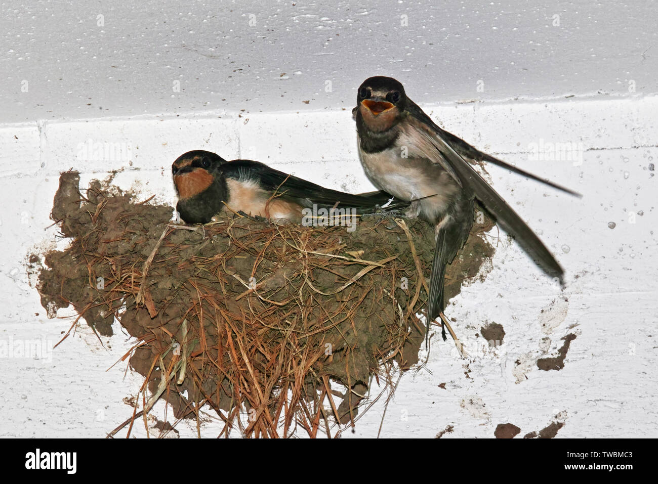 Junge schwalben im nest -Fotos und -Bildmaterial in hoher Auflösung – Alamy