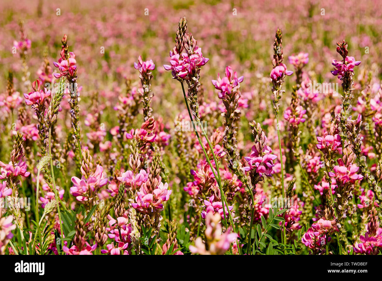 Wilde rosa blumen -Fotos und -Bildmaterial in hoher Auflösung – Alamy