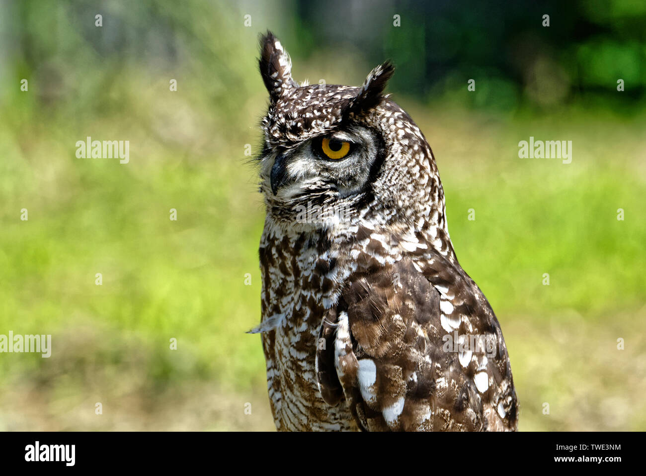 Junge uhu -Fotos und -Bildmaterial in hoher Auflösung – Alamy