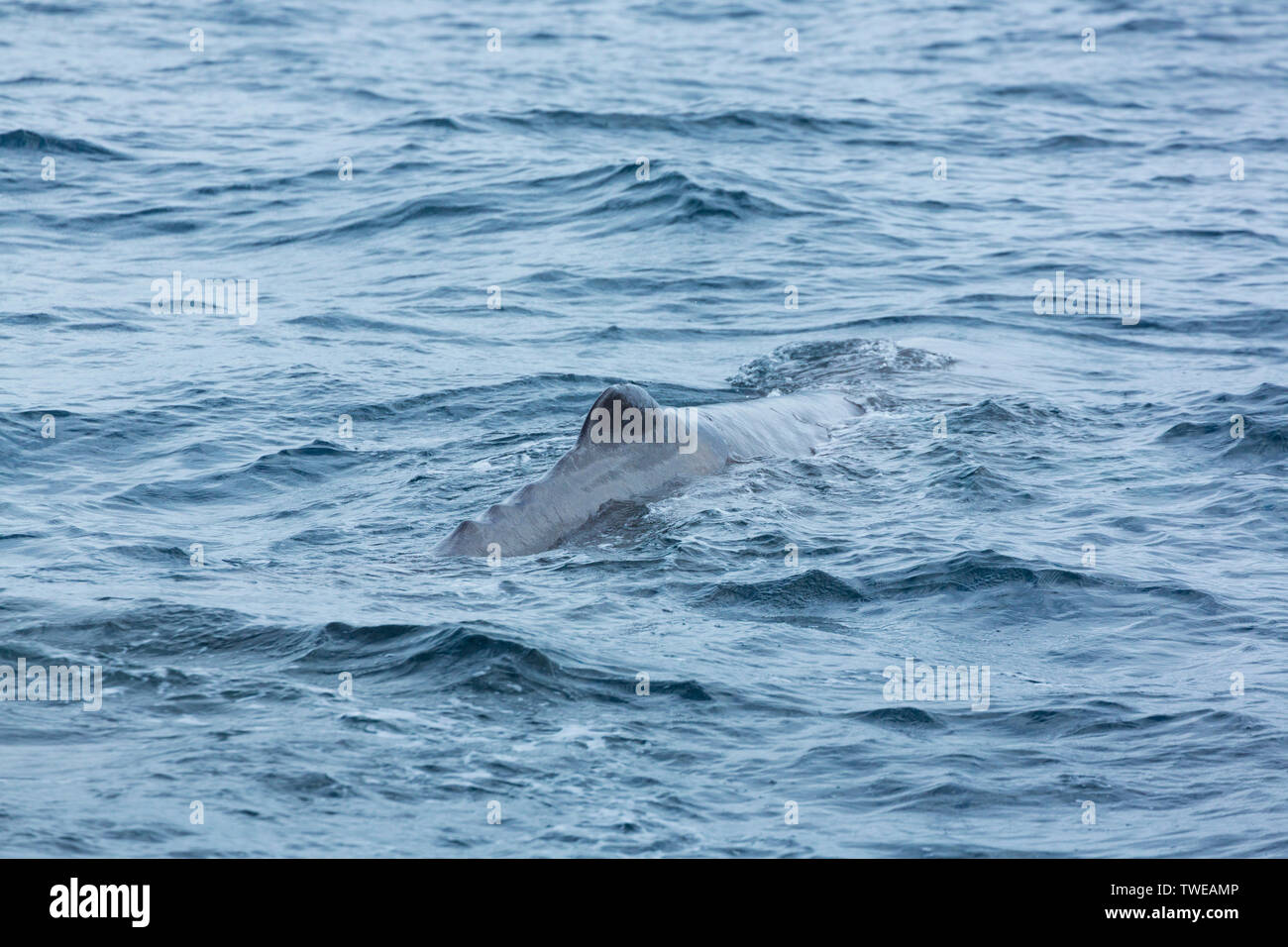 Pottwal cachalote -Fotos und -Bildmaterial in hoher Auflösung – Alamy