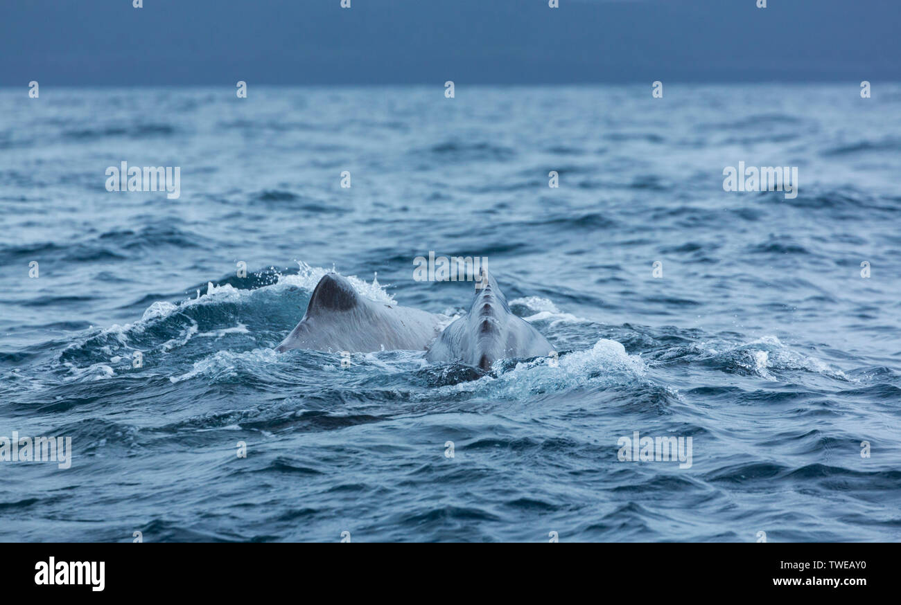 Pottwal cachalote -Fotos und -Bildmaterial in hoher Auflösung – Alamy