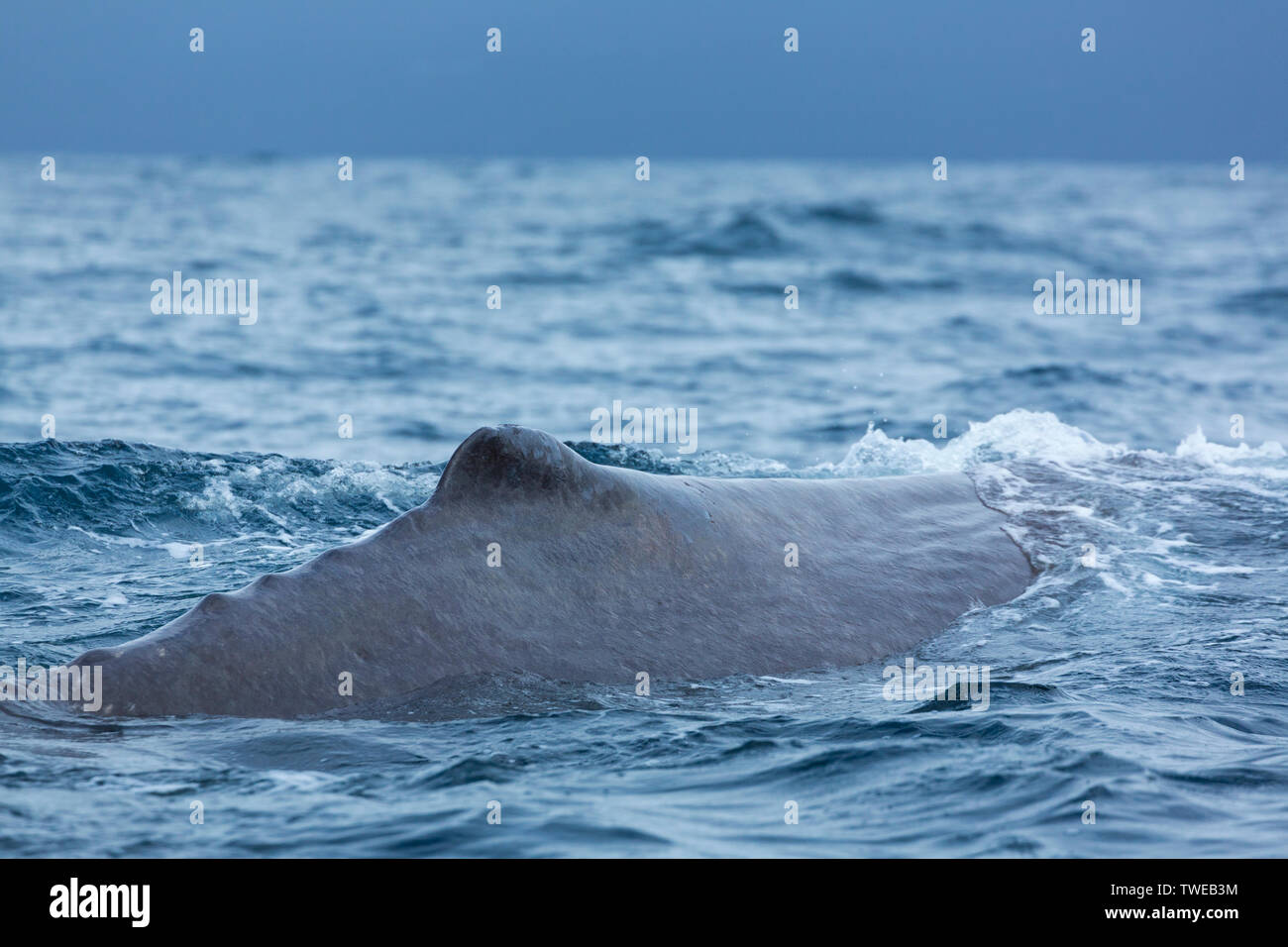 Pottwal cachalote -Fotos und -Bildmaterial in hoher Auflösung – Alamy