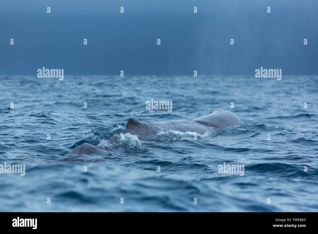 Pottwal cachalote -Fotos und -Bildmaterial in hoher Auflösung – Alamy