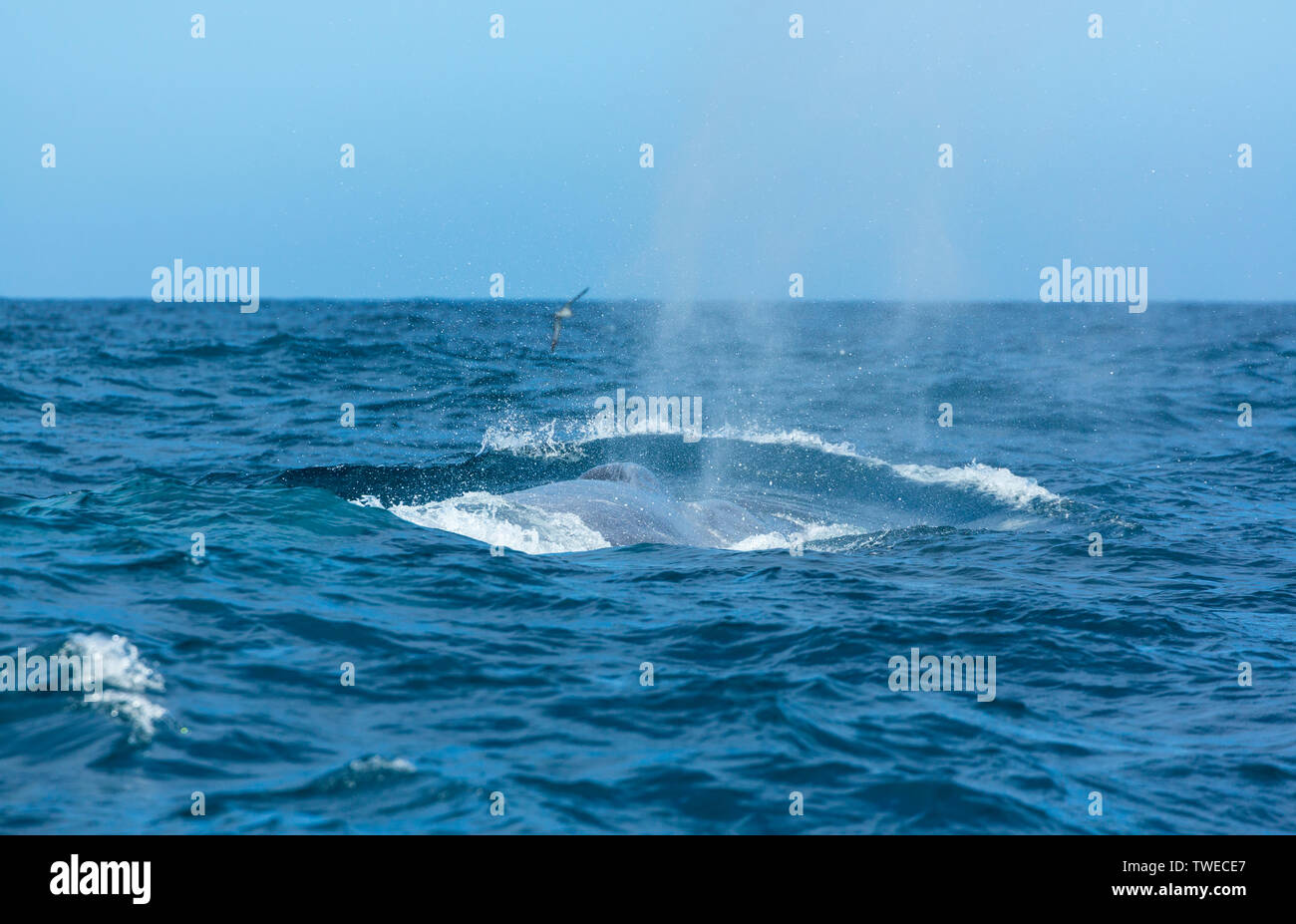 Ballena azul balaenoptera musculus -Fotos und -Bildmaterial in hoher ...
