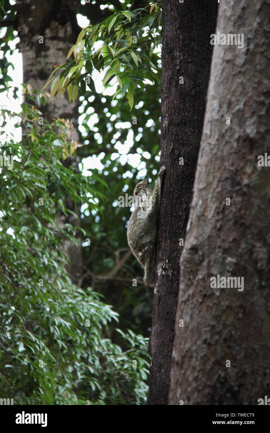Flying lemurs -Fotos und -Bildmaterial in hoher Auflösung – Alamy