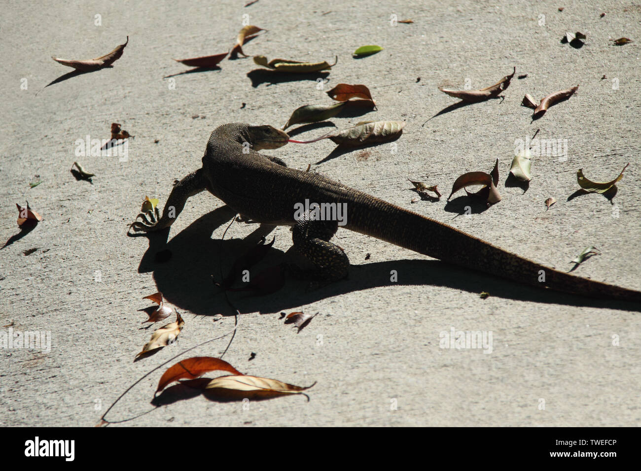 Eidechsen von malaysia -Fotos und -Bildmaterial in hoher Auflösung – Alamy