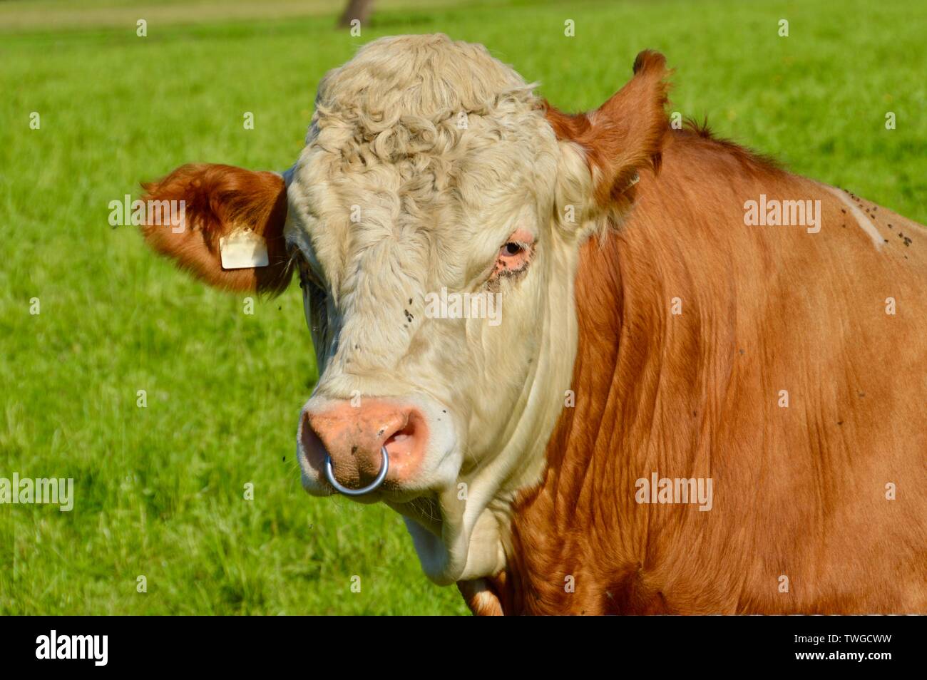 Simmental bull -Fotos und -Bildmaterial in hoher Auflösung – Alamy