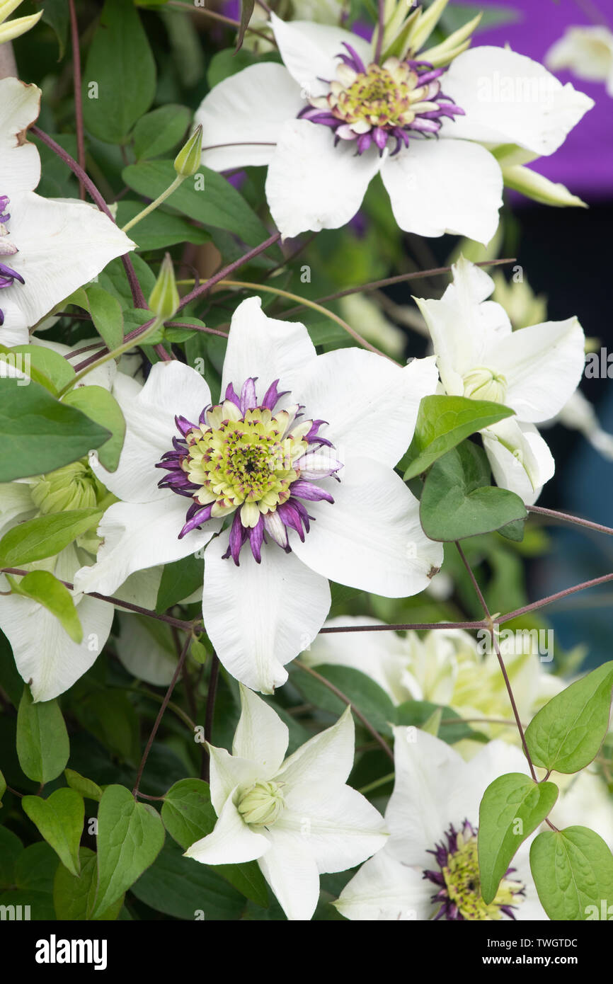 Clematis florida var bicolor -Fotos und -Bildmaterial in hoher ...