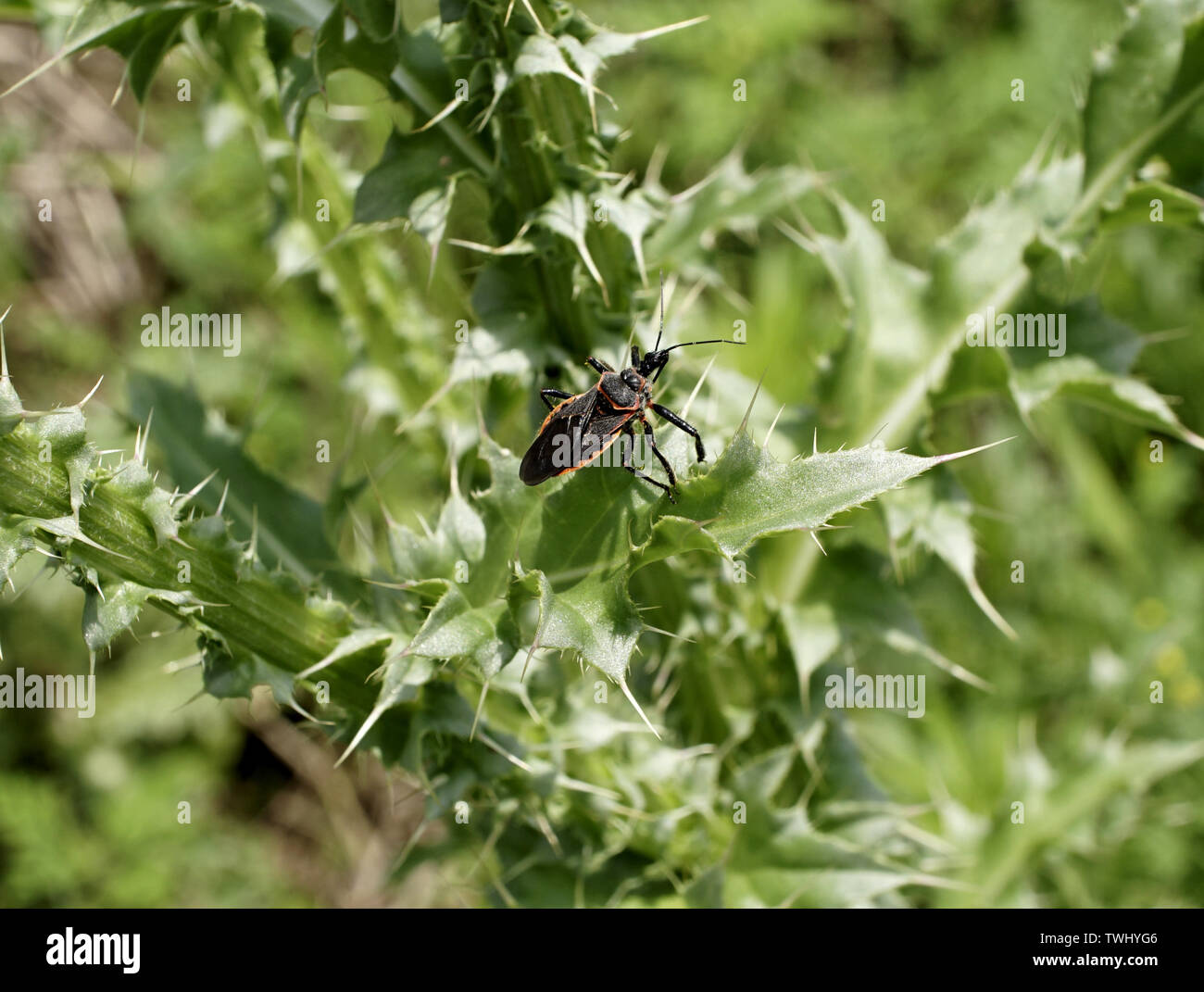 Bug on a thistle -Fotos und -Bildmaterial in hoher Auflösung – Alamy