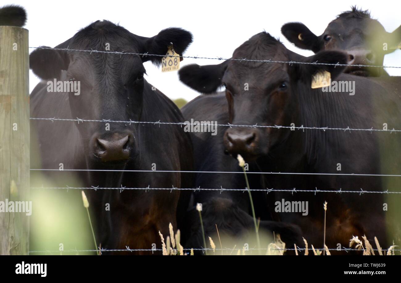 Black angus cattle -Fotos und -Bildmaterial in hoher Auflösung – Alamy