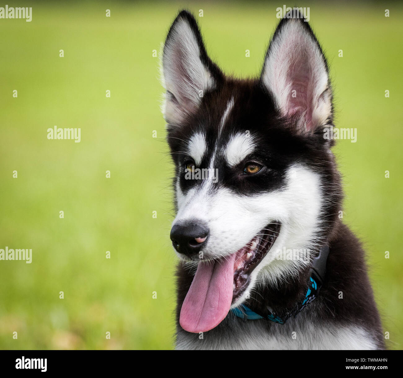 Brauner Husky Stockfotos und -bilder Kaufen - Alamy
